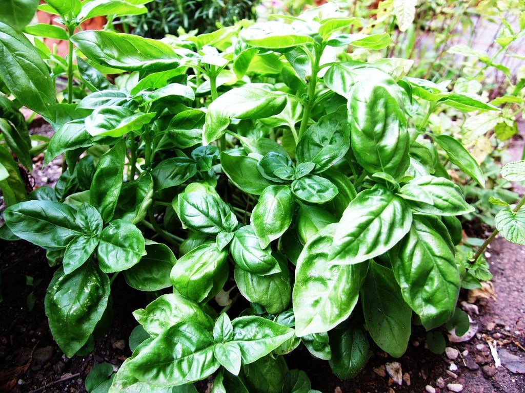 Basil Origins, Uses, and Tips